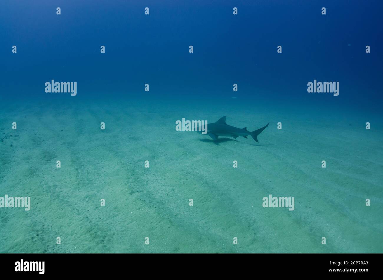 Bull Shark (Carcharhinus leucas). reefs of the Sea of Cortez, Pacific ...