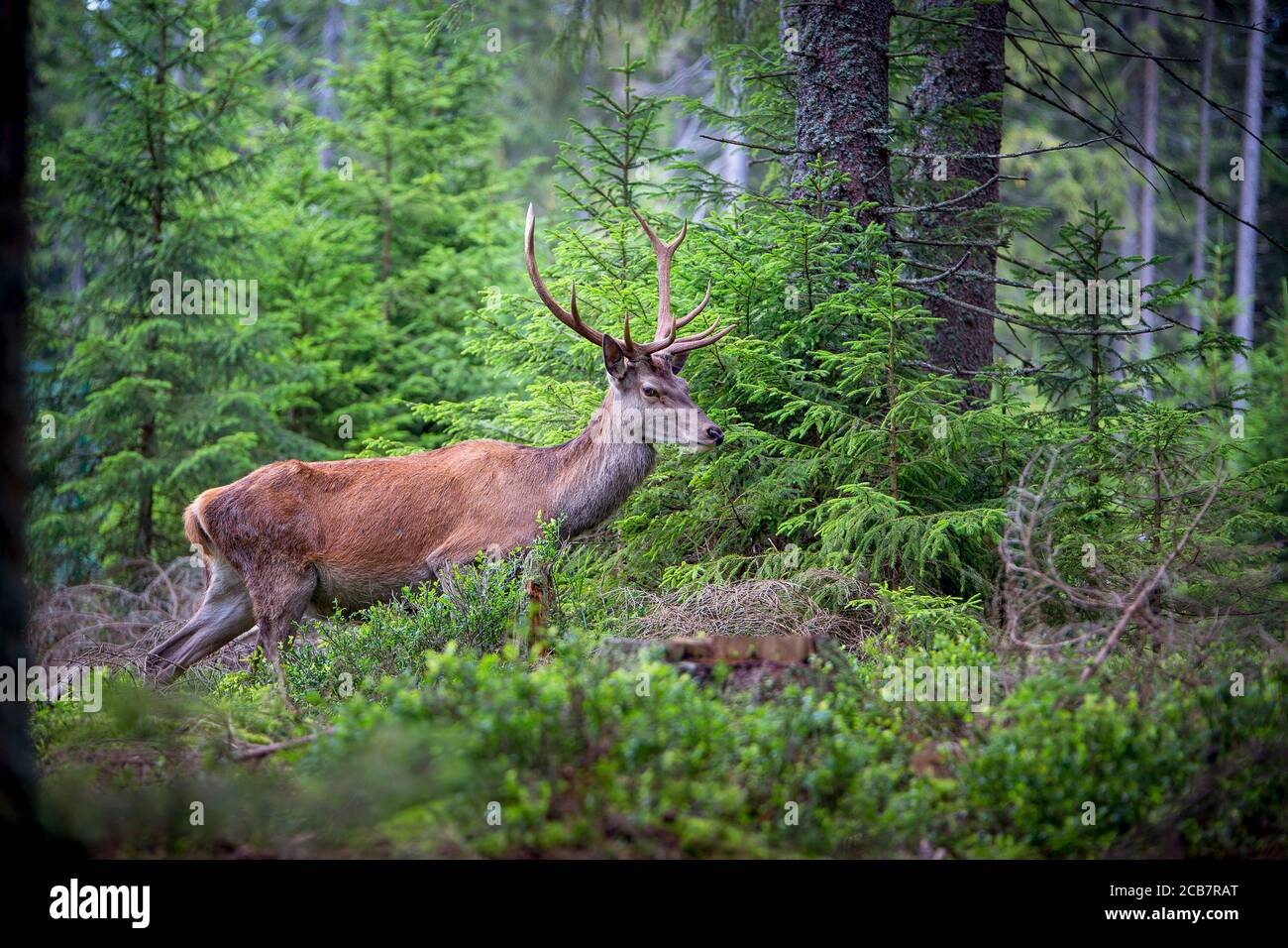 Deer Forest High Resolution Stock Photography and Images - Alamy