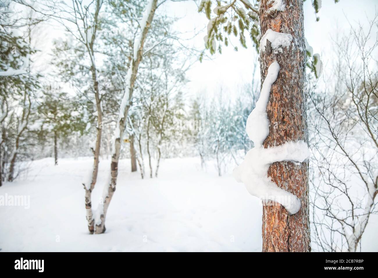 View of the frozen pine trees forest in the winter and the funny art of ...
