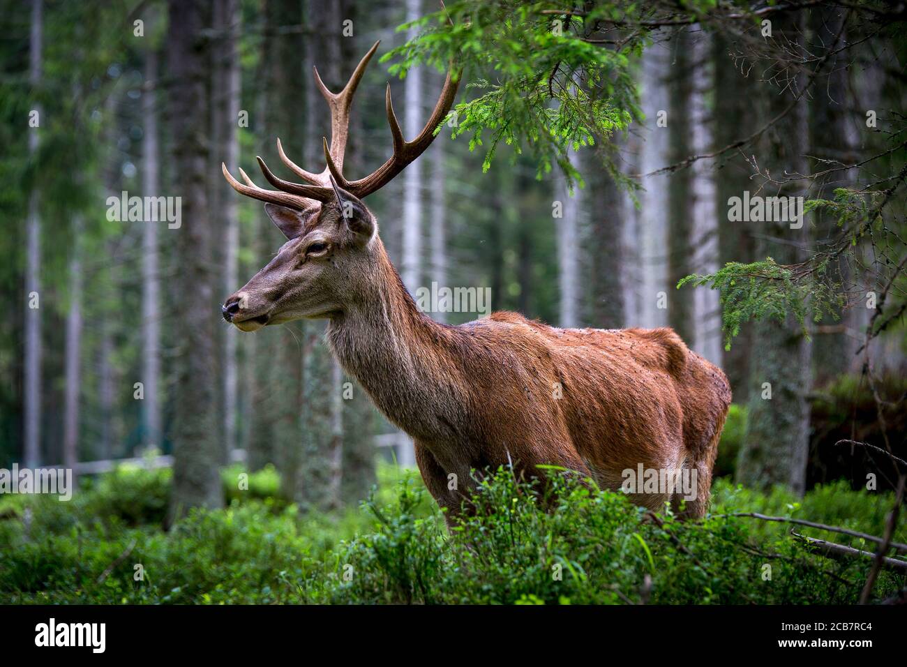 Deer, Cervus elaphus, with antlers growing on velvet.A huge deer in ...