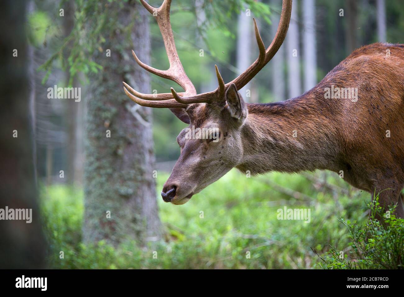 Deer, Cervus elaphus, with antlers growing on velvet.A huge deer in ...