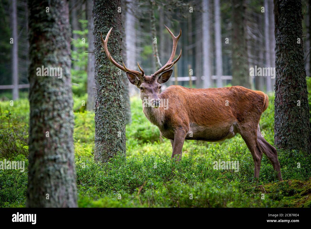 Deer, Cervus elaphus, with antlers growing on velvet.A huge deer in ...