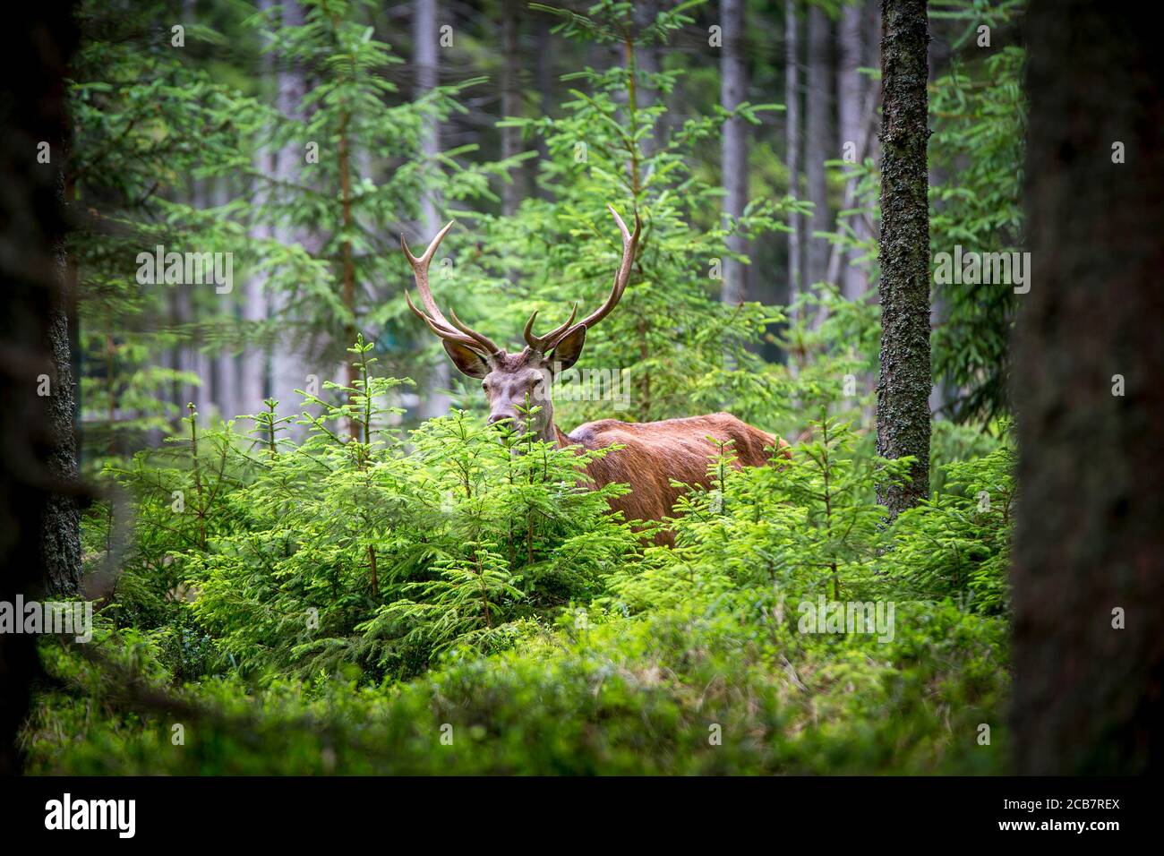 Deer Forest High Resolution Stock Photography and Images - Alamy