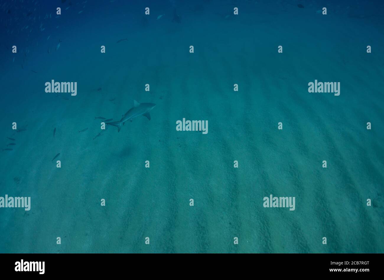 Bull Shark (Carcharhinus leucas). reefs of the Sea of Cortez, Pacific ...
