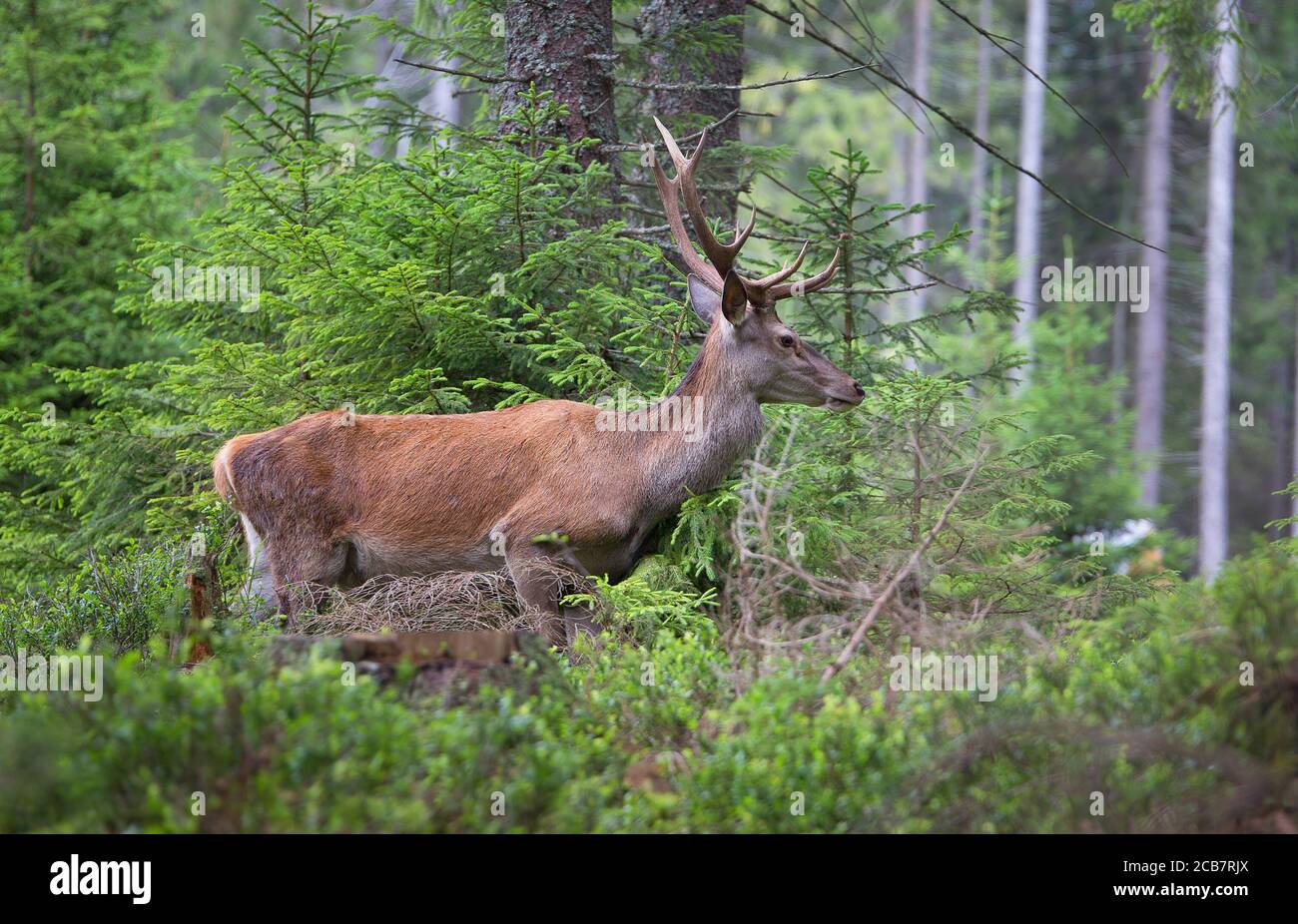Deer Forest High Resolution Stock Photography and Images - Alamy
