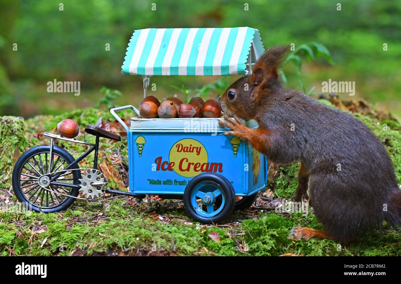 Squirrel portrait photography hi-res stock photography and images - Alamy