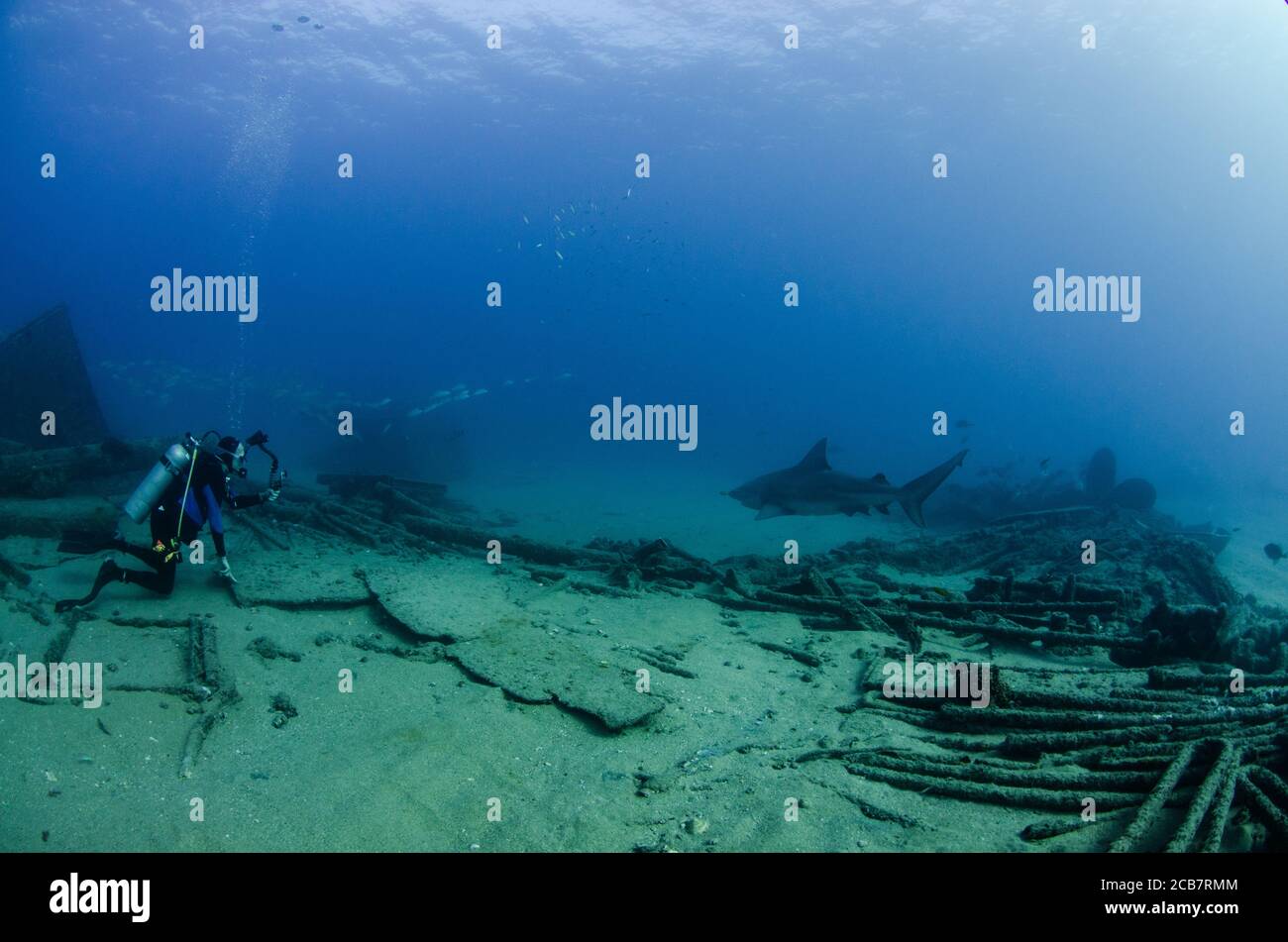 Bull Shark (Carcharhinus leucas). reefs of the Sea of Cortez, Pacific ...