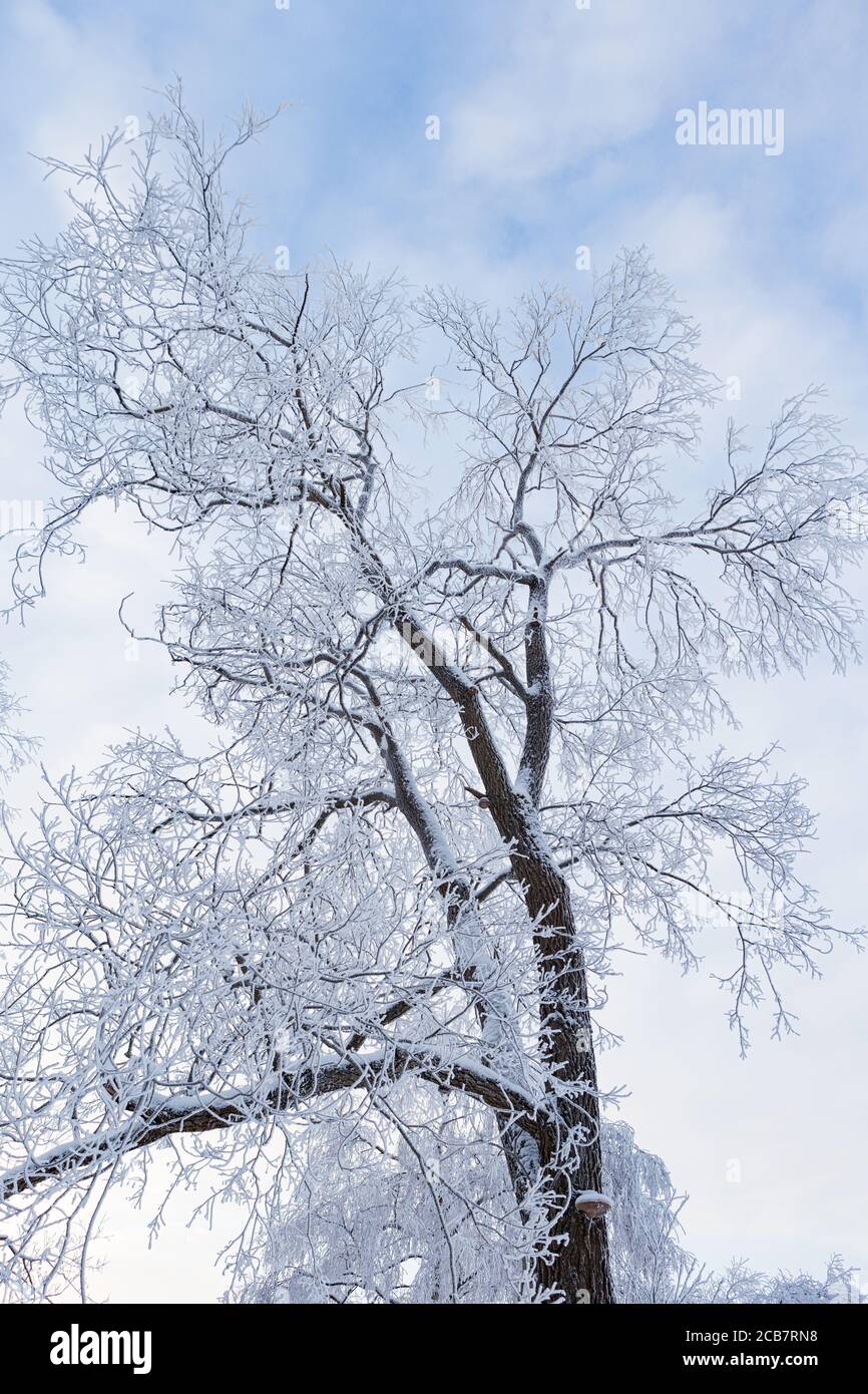 Trees covered in frost snow nature winter scene Stock Photo - Alamy