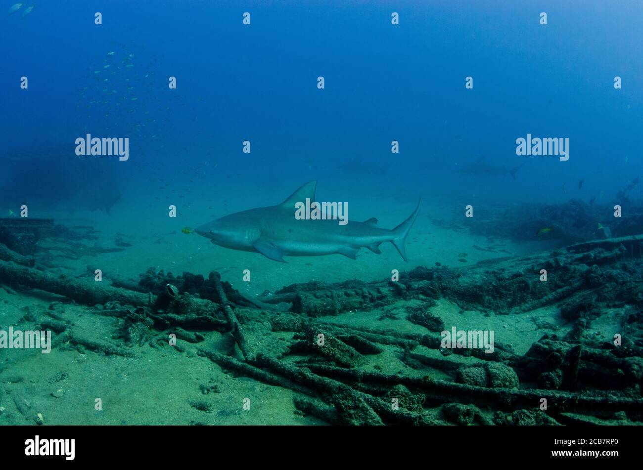 Bull Shark (Carcharhinus leucas). reefs of the Sea of Cortez, Pacific ...