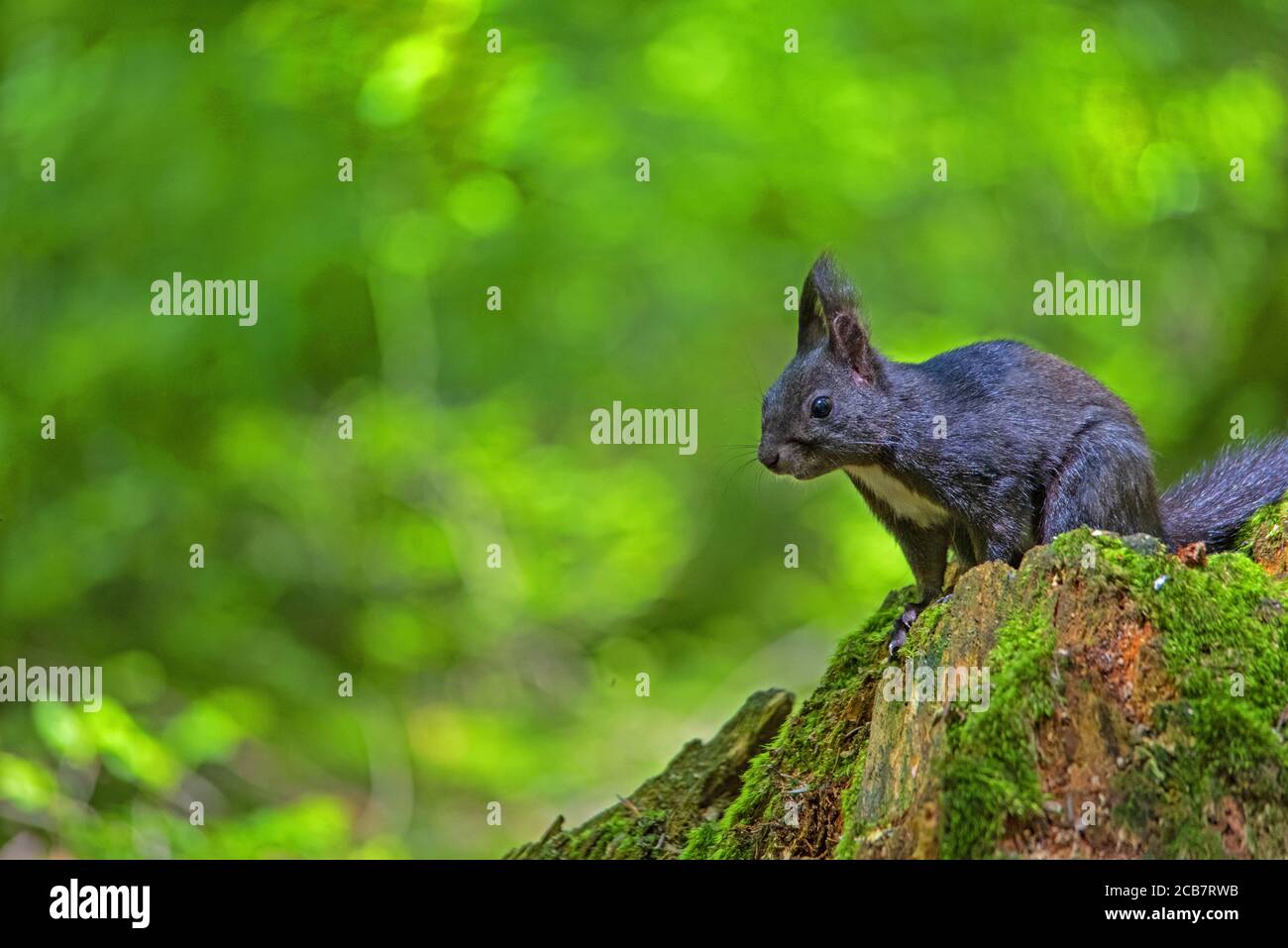 Squirrel portrait photography hi-res stock photography and images - Alamy