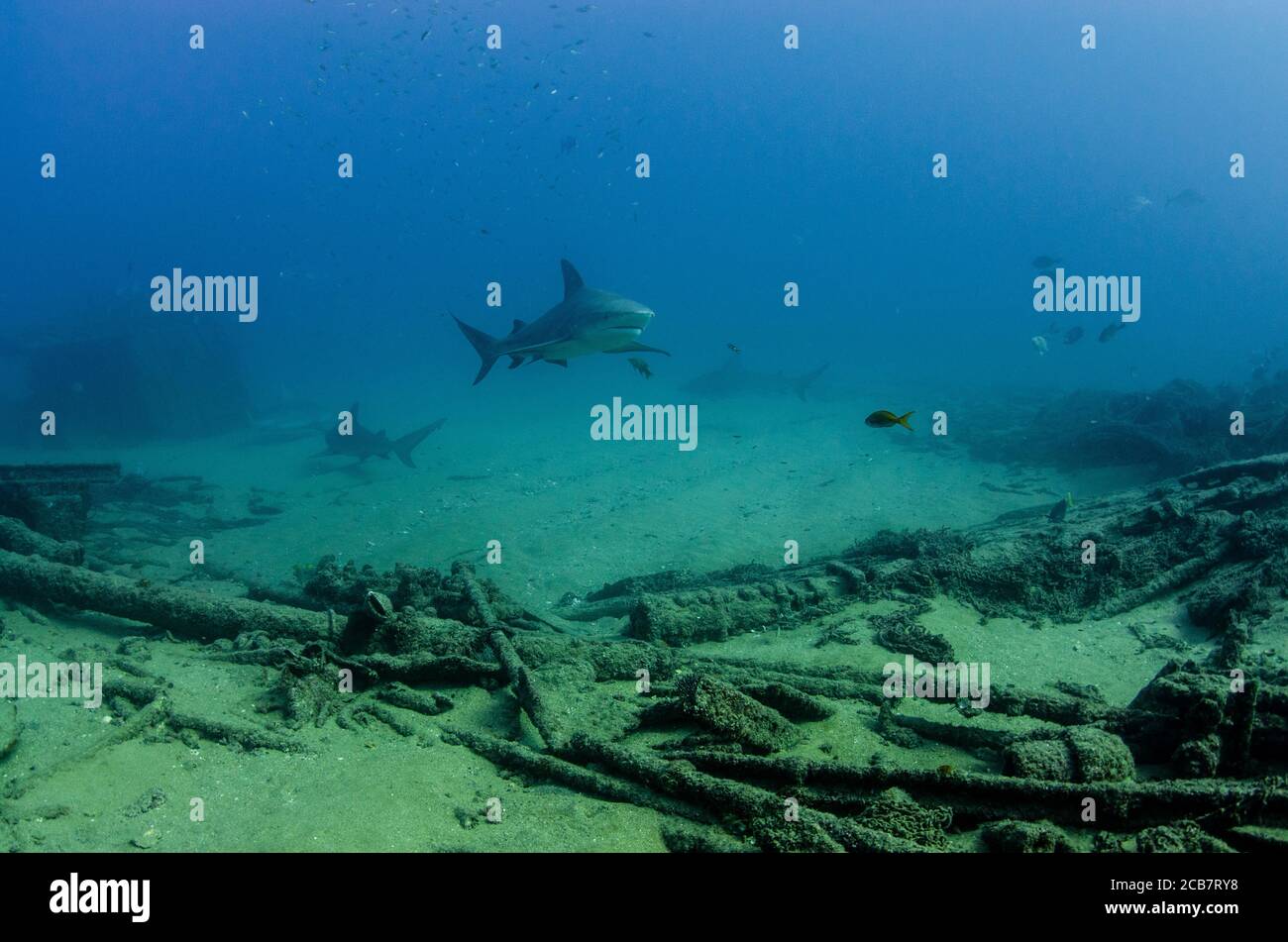 Bull Shark (Carcharhinus leucas). reefs of the Sea of Cortez, Pacific ...