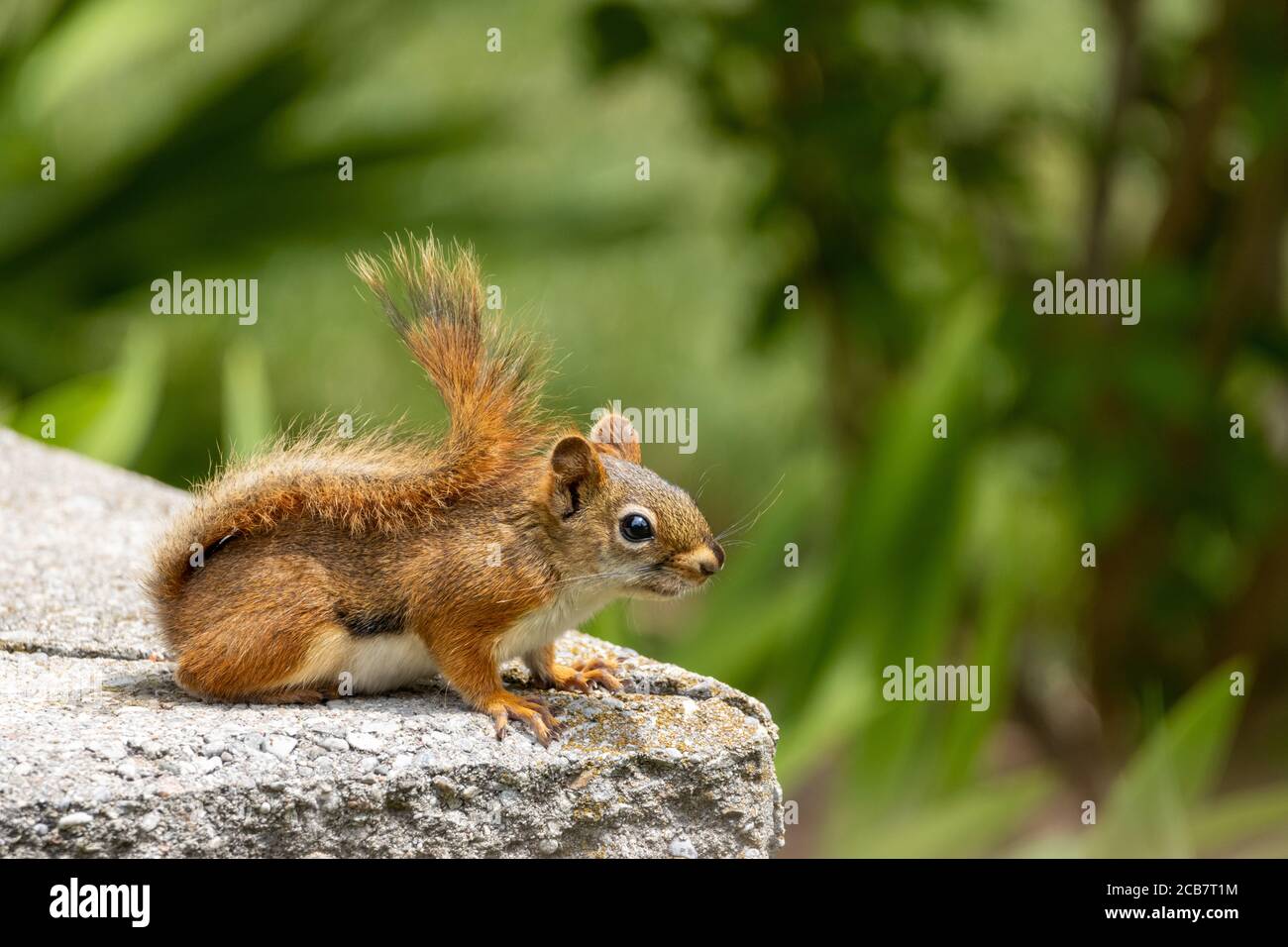 Red squirrel midden hi-res stock photography and images - Alamy