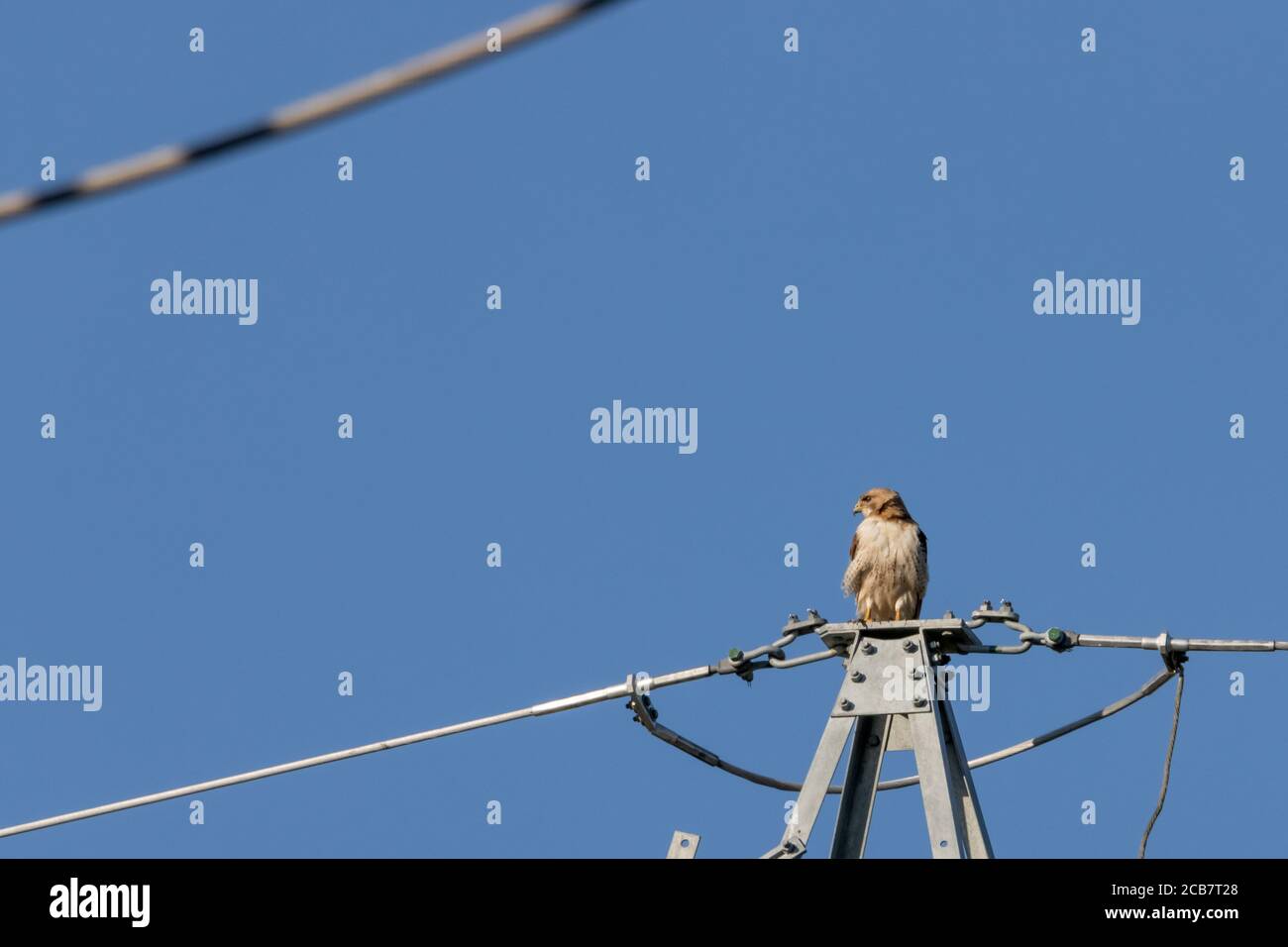Red-tailed Hawk resting on top of large steel hydro electric tower ...