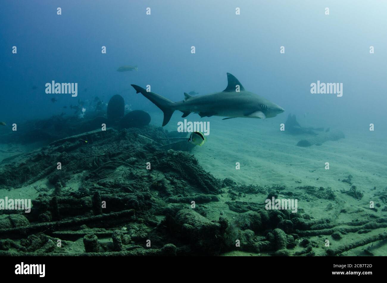 Bull Shark (Carcharhinus leucas). reefs of the Sea of Cortez, Pacific ...
