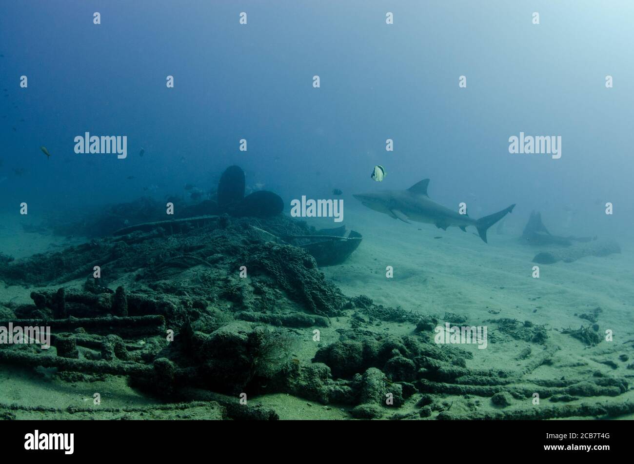 Bull Shark (Carcharhinus leucas). reefs of the Sea of Cortez, Pacific ...