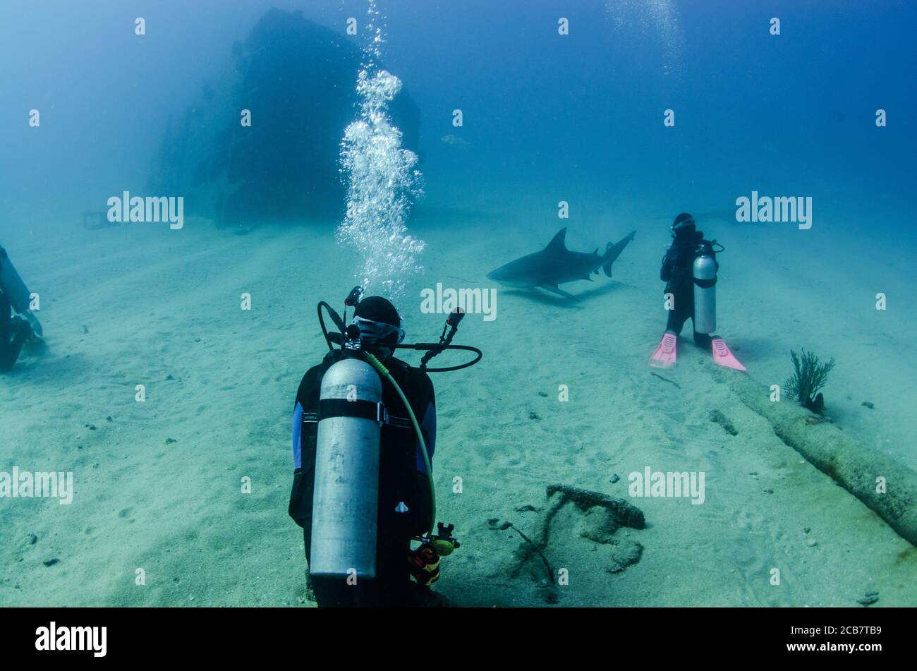Bull Shark (Carcharhinus leucas) interacting with divers. reefs of the ...