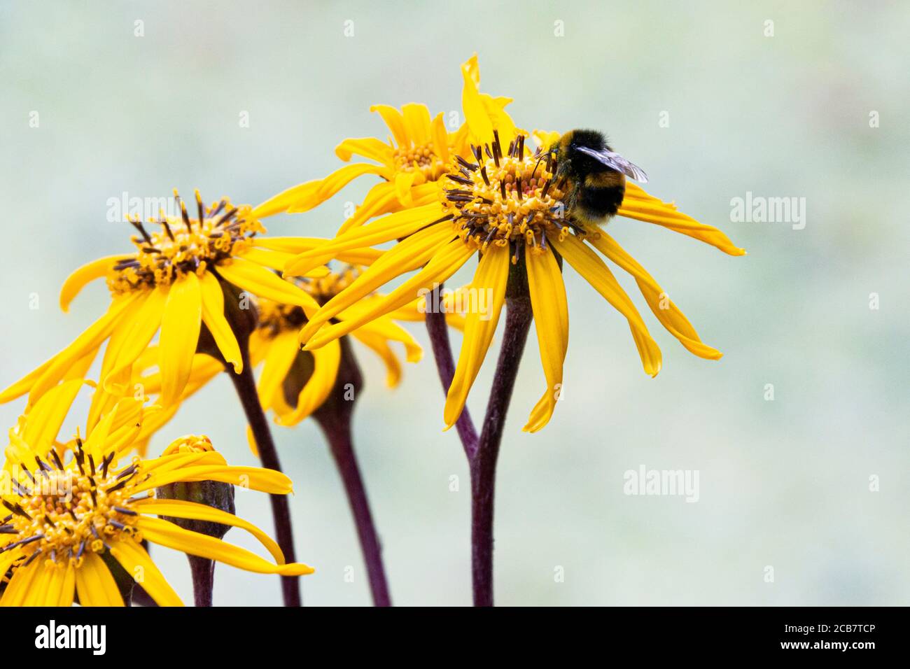 A bumble bee on the flower of a leopard plant (Ligularia dentata Stock ...