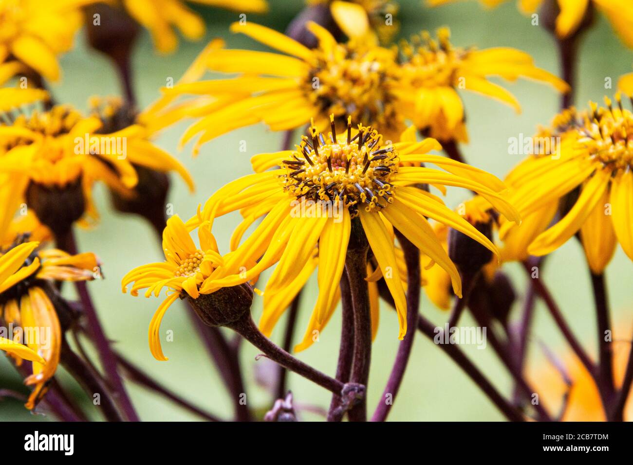 Leopard plant hi-res stock photography and images - Alamy