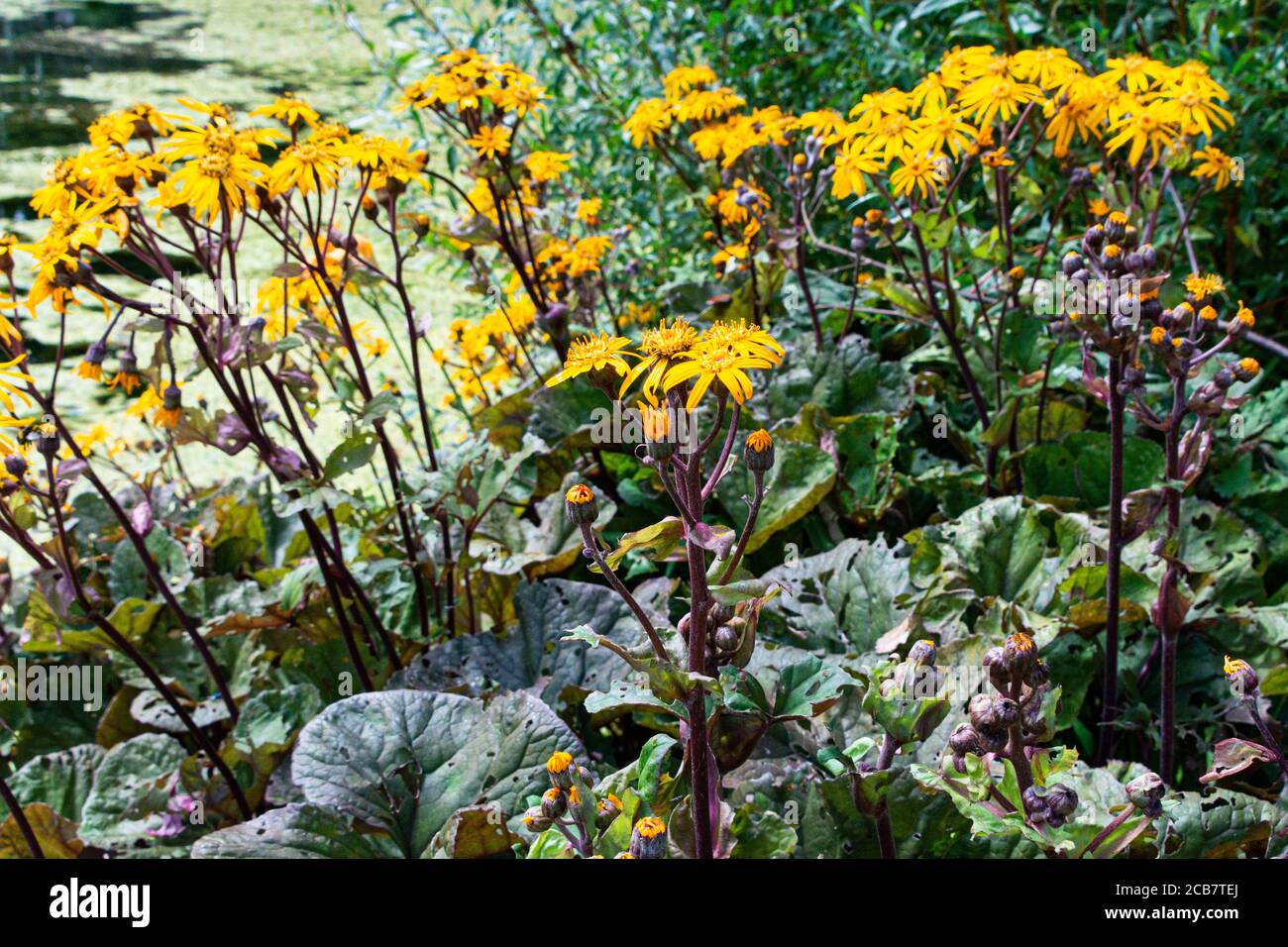 Leopard plant hi-res stock photography and images - Alamy