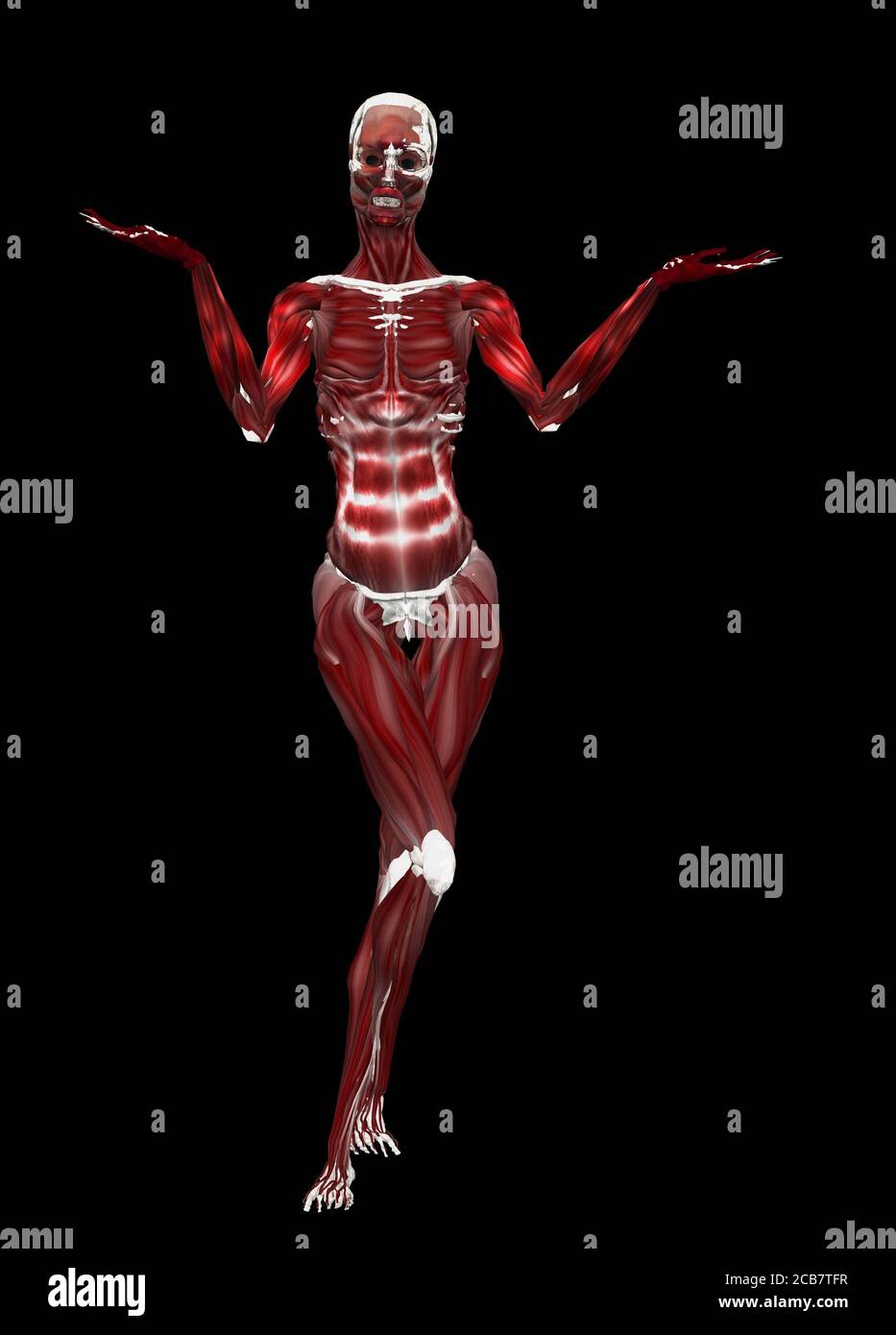 Digitally rendered abstract skeleton with muscles, 3d illustration ...