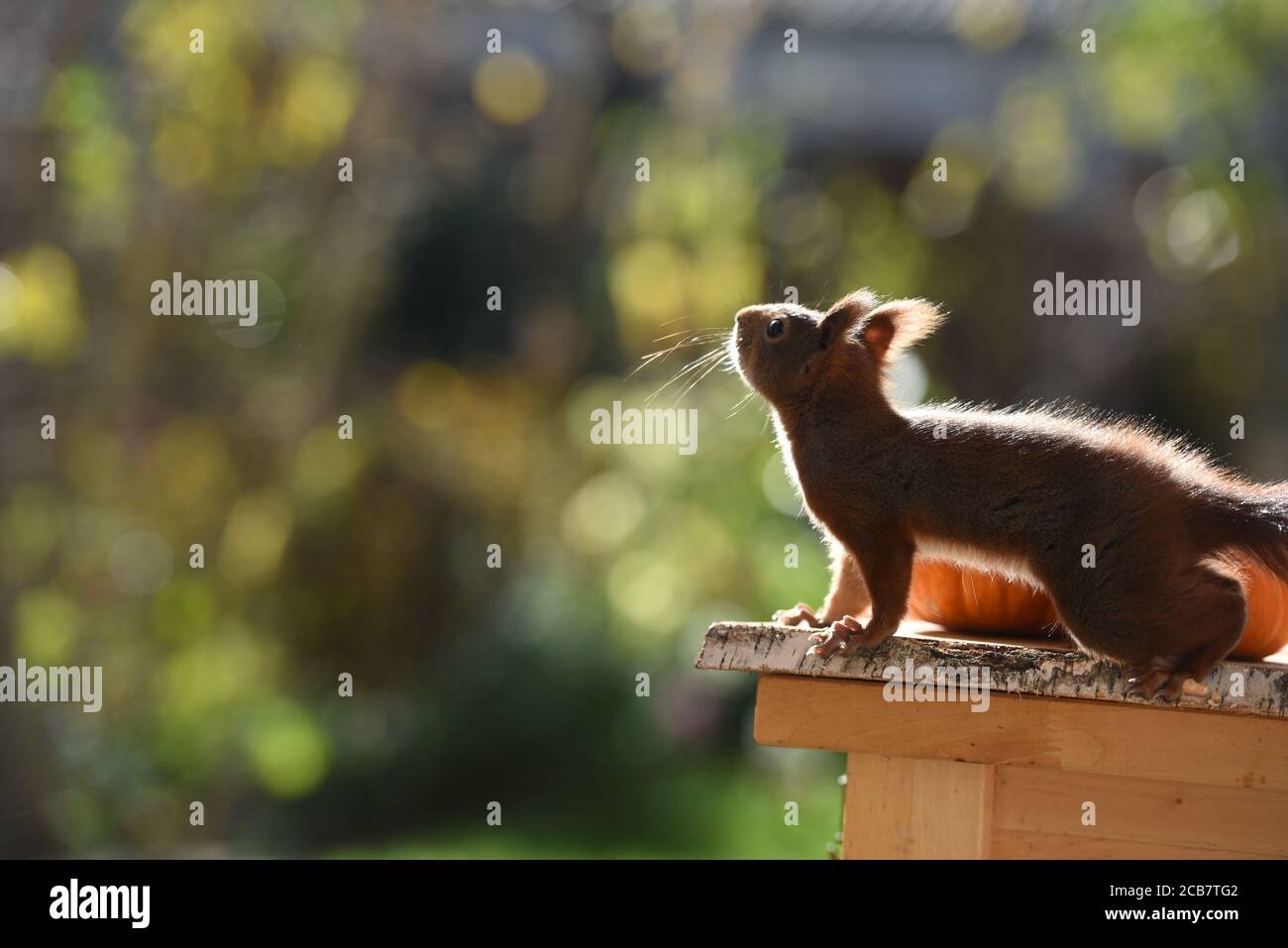 German wildlife photography hi-res stock photography and images - Alamy