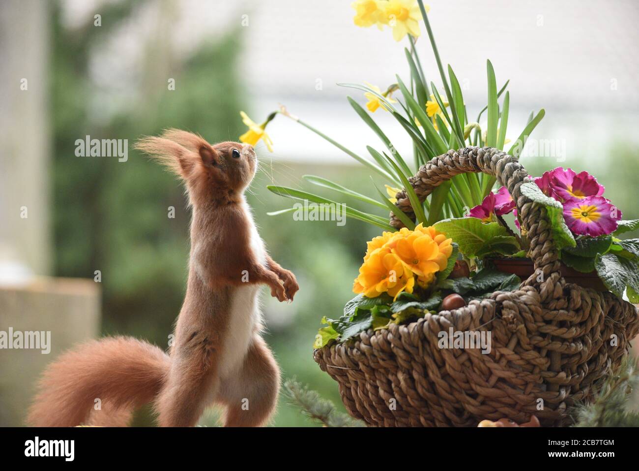 German Red Squirrel Standing With Flowers Stock Photo - Alamy