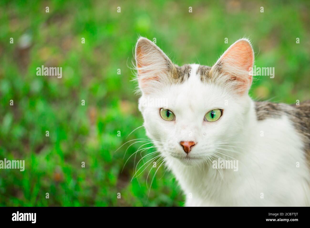 cute multi colored cat with white muzzle and bright eyes on a blurred ...