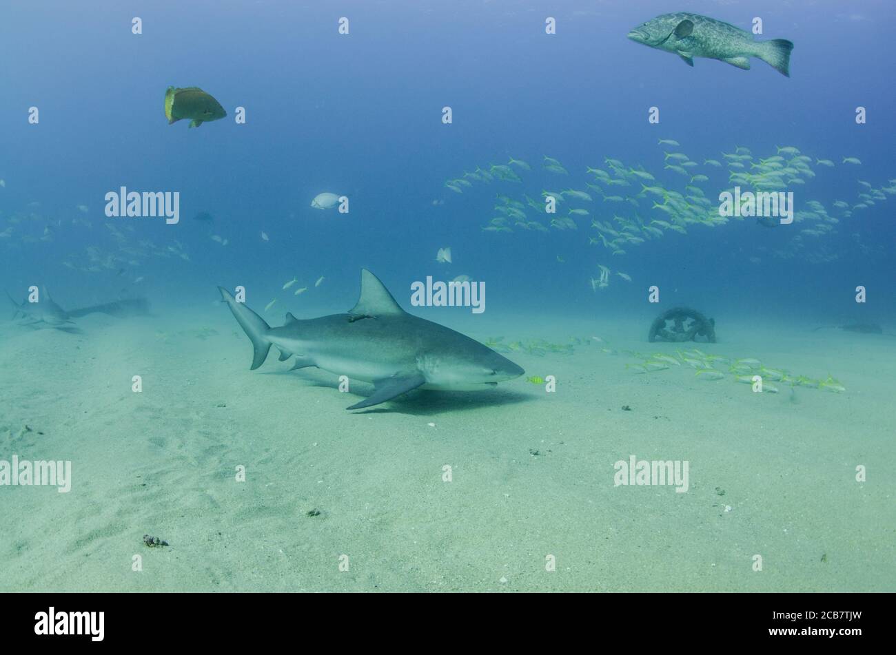Bull Shark (Carcharhinus leucas). reefs of the Sea of Cortez, Pacific ...