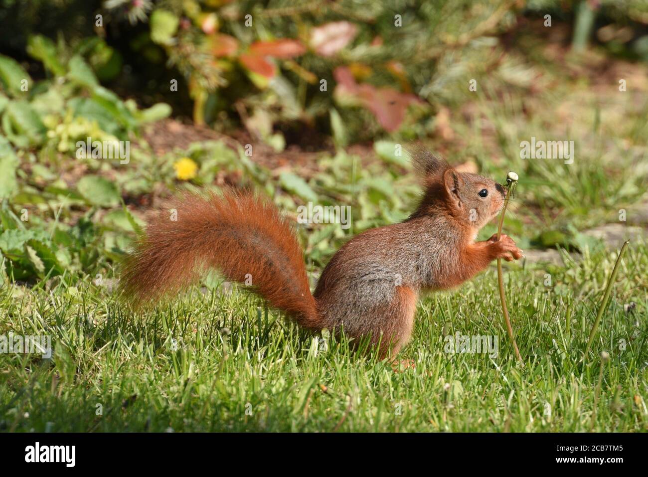 German wildlife photography hi-res stock photography and images - Alamy
