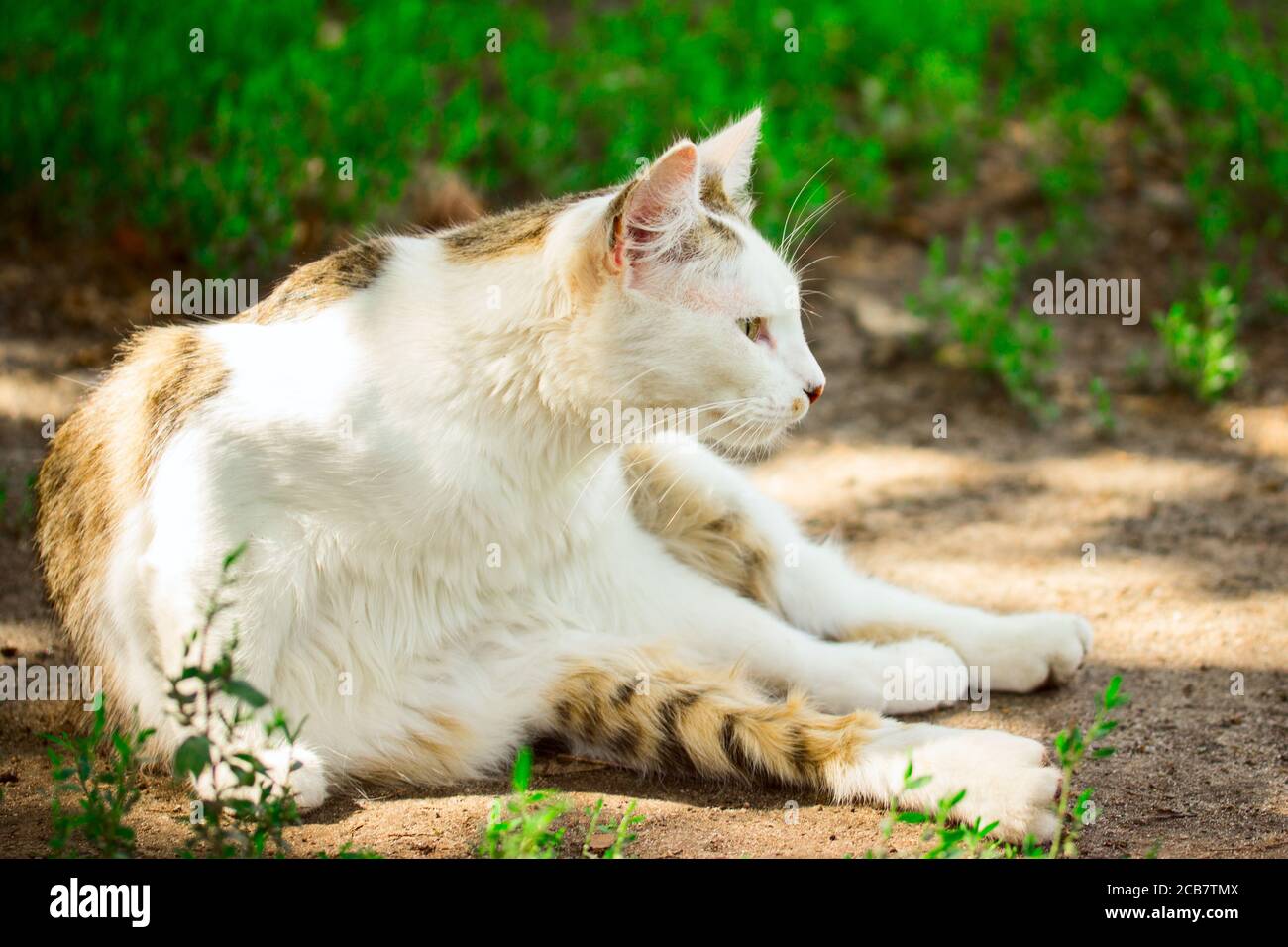 portrait of a multi colored cat with a white muzzle lying on a path on ...