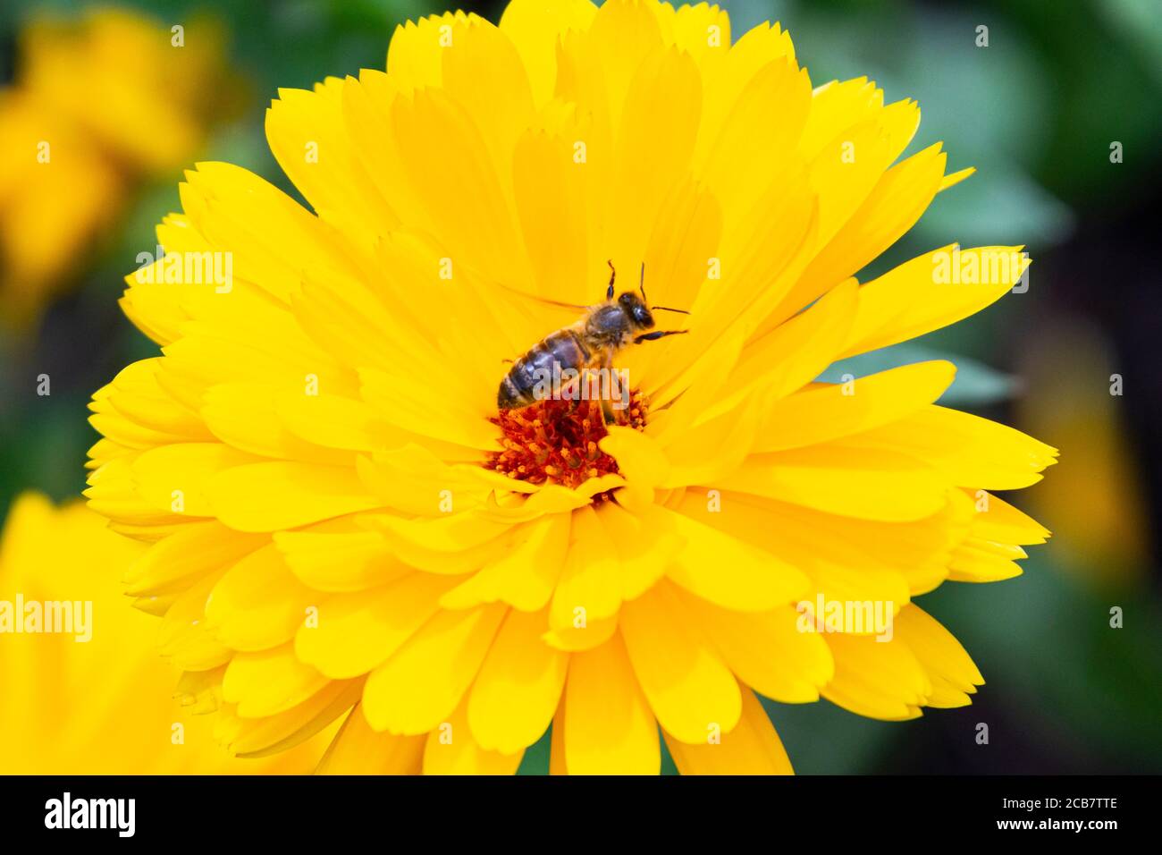 A honey bee (Apis mellifera) pot marigold cultivar (Calendula ...