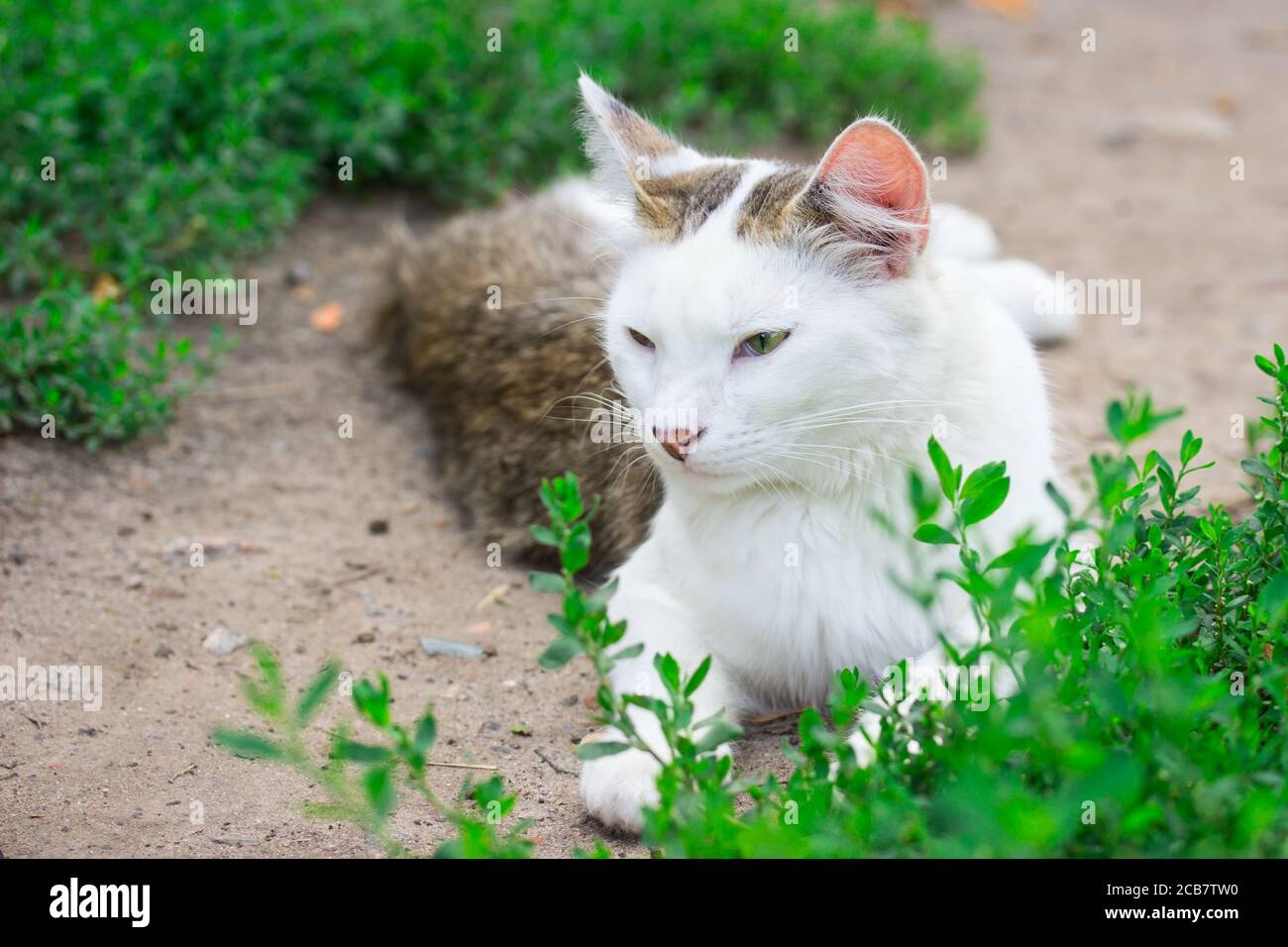 cute multi colored cat with white muzzle lies on the ground near the ...
