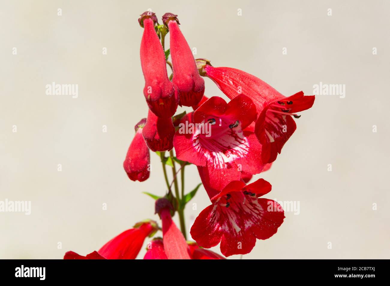 The flowers of a red Penstemon Stock Photo - Alamy