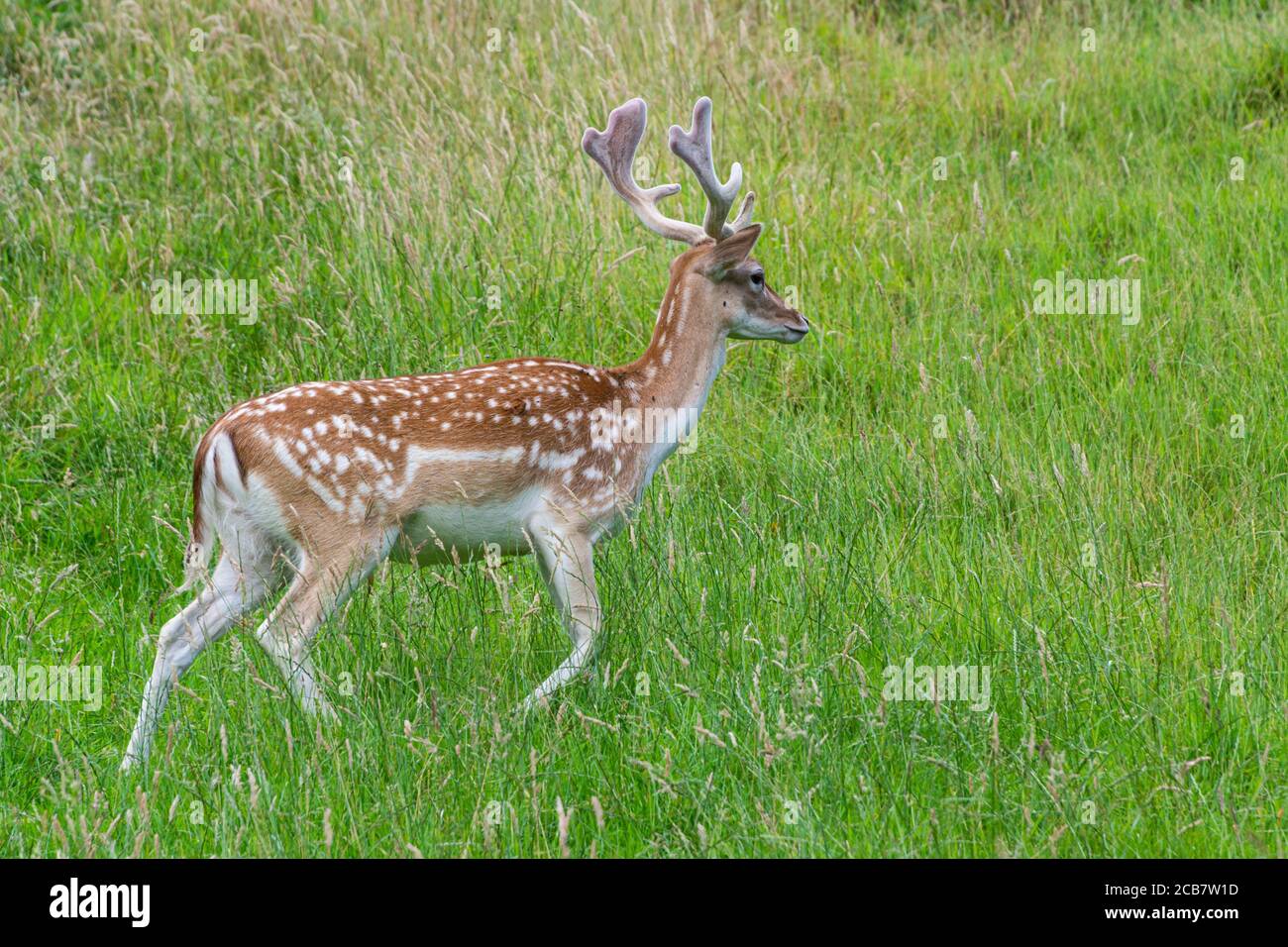 A male fallow deer (Dama dama Stock Photo - Alamy
