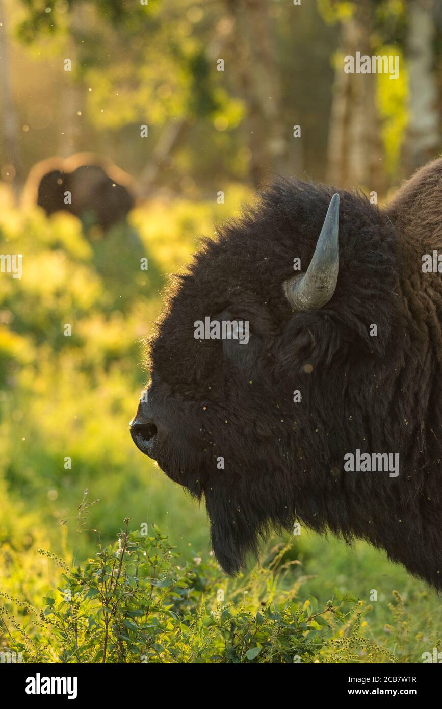 Bison, Elk Island National Park, Alberta, Canada Stock Photo - Alamy