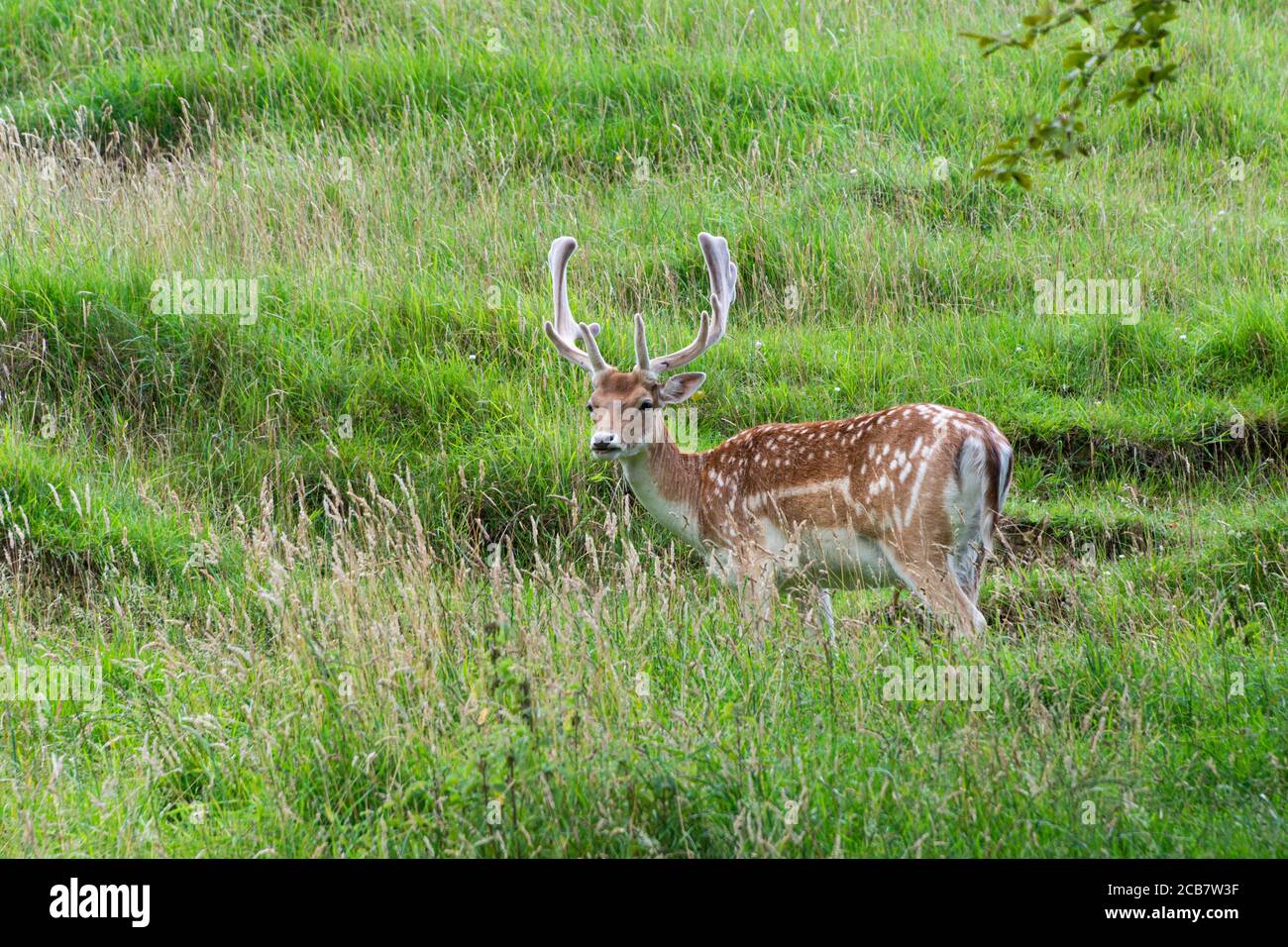 A male fallow deer (Dama dama Stock Photo - Alamy