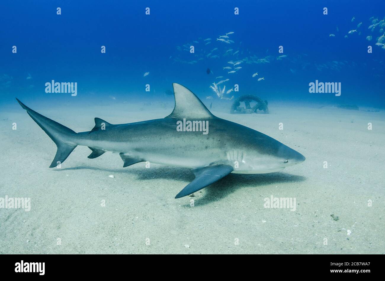 Bull shark carcharhinus leucas reefs hi-res stock photography and ...