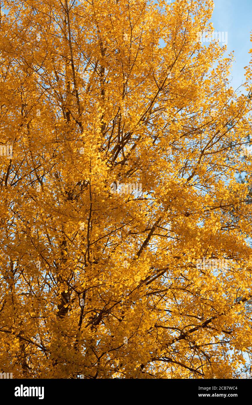 Yellow aspen tree foliage in golden sunlight close view Stock Photo - Alamy