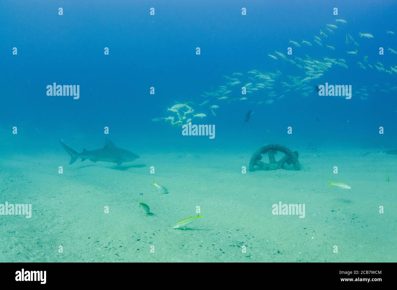 Bull Shark (Carcharhinus leucas). reefs of the Sea of Cortez, Pacific ...