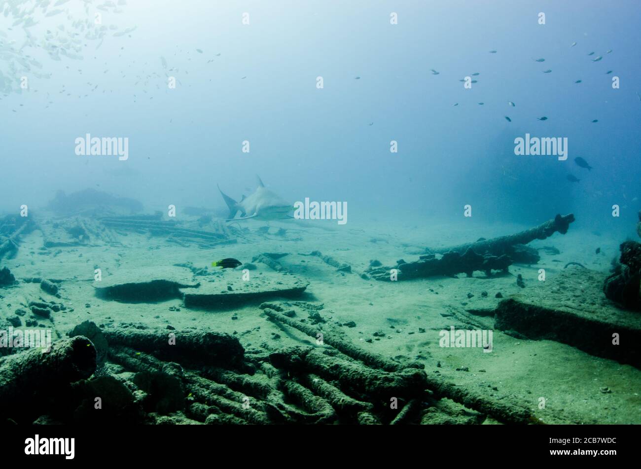Bull Shark (Carcharhinus leucas). reefs of the Sea of Cortez, Pacific ...