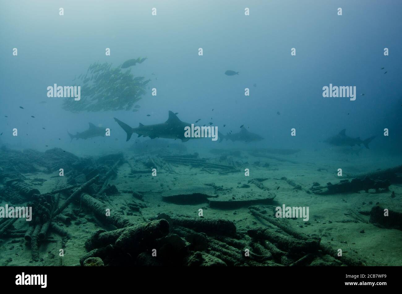 Bull Shark (Carcharhinus leucas). reefs of the Sea of Cortez, Pacific ...