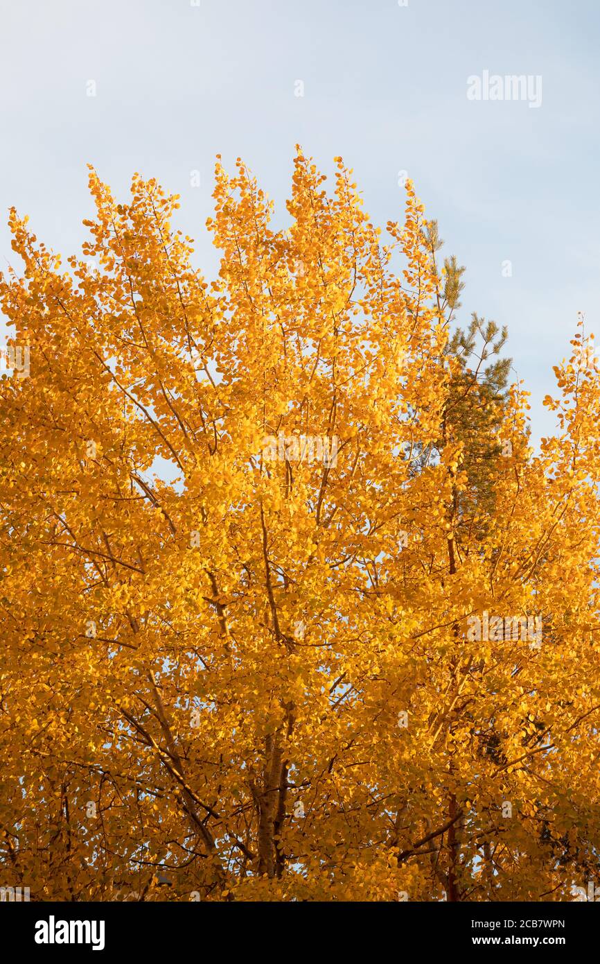 Golden aspen tree leaves branches hi-res stock photography and images ...