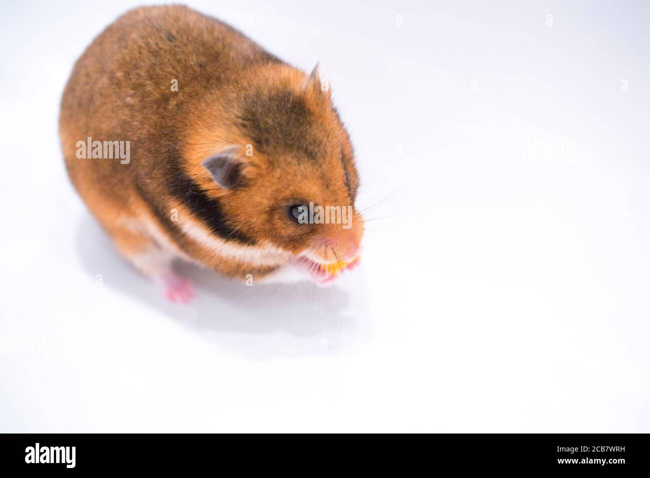 Goldhamster Mesocricetus auratus in studio against a white background ...