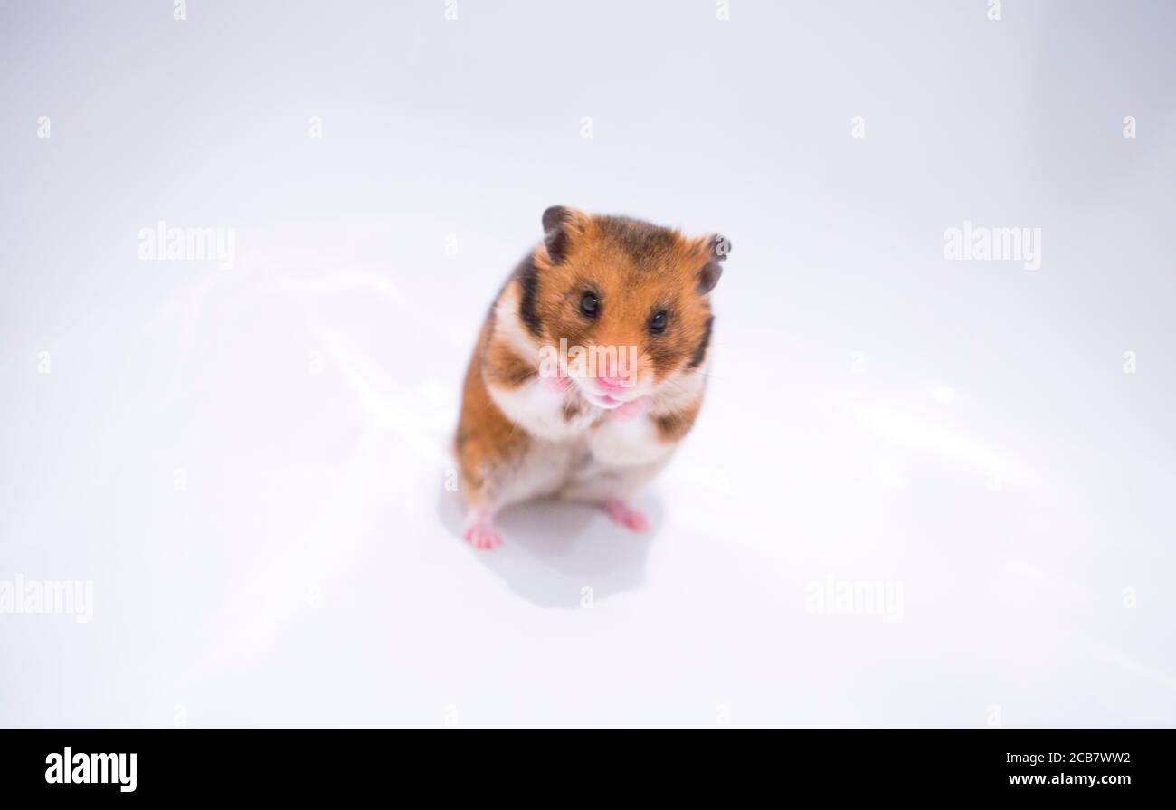 Gold hamster hi-res stock photography and images - Alamy