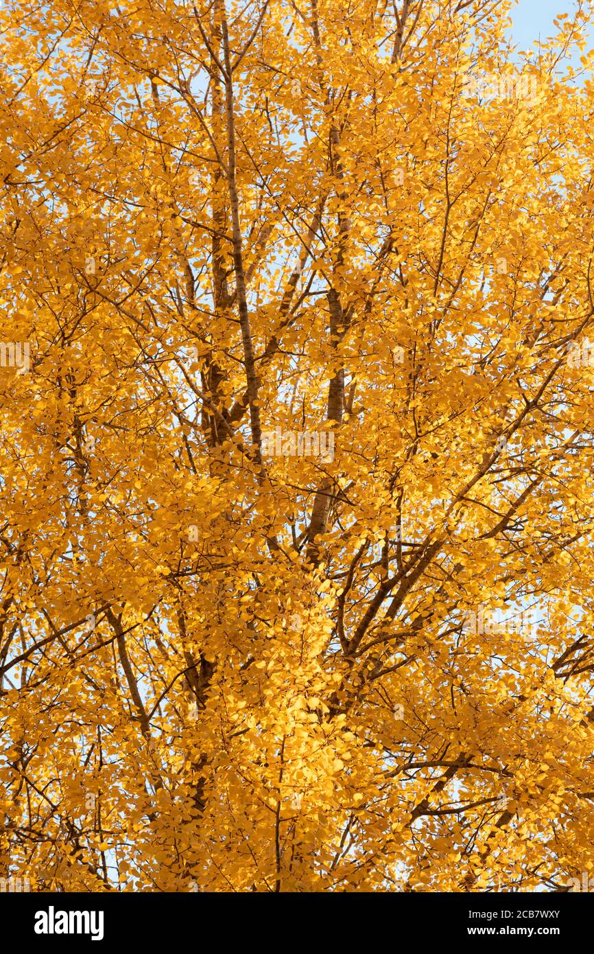 Yellow aspen tree foliage in golden sunlight close view Stock Photo - Alamy