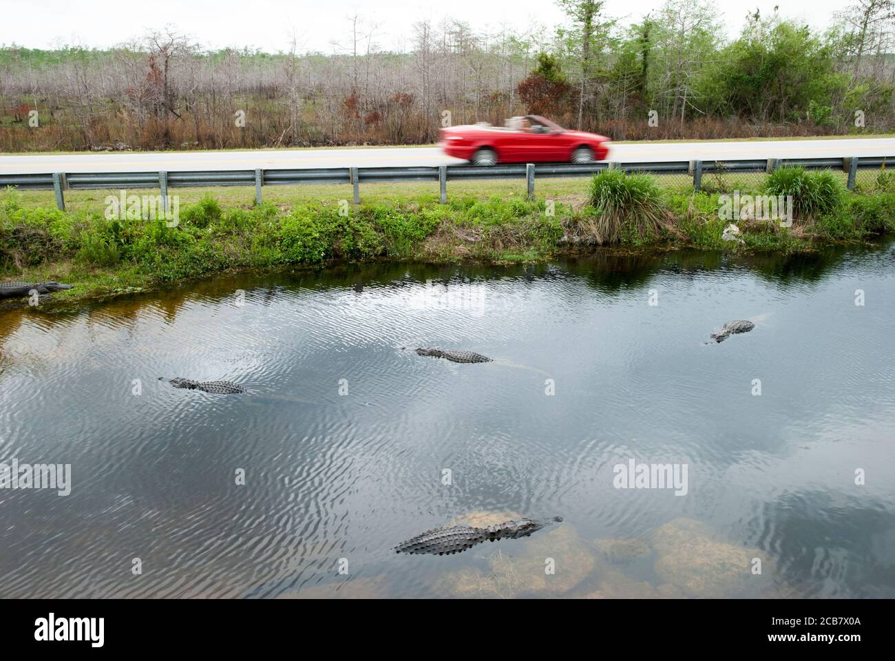 The car passing by the pond full of alligators in Everglades national ...