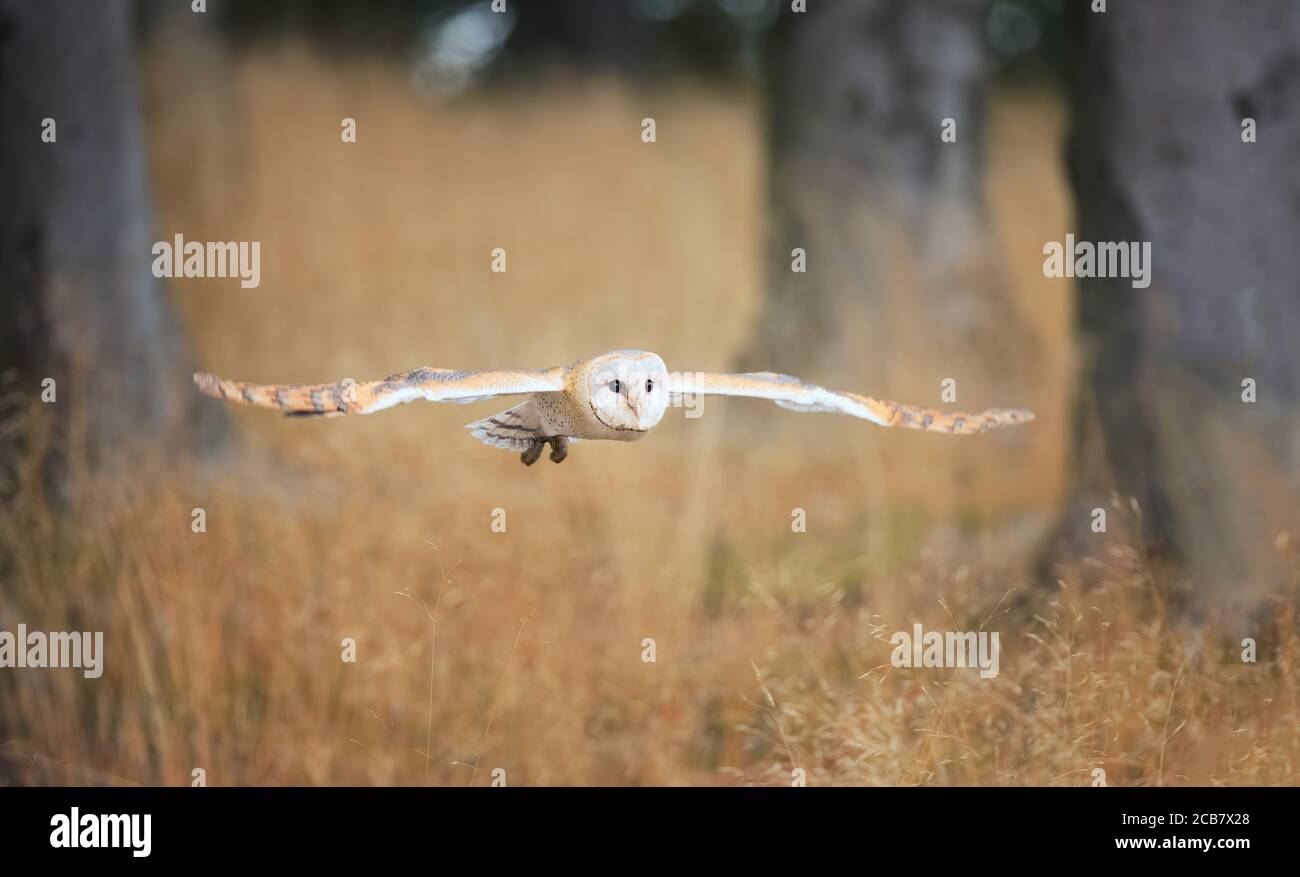 Owl in the dark forest. Barn owl, Tyto alba, nice bird fly on the old ...