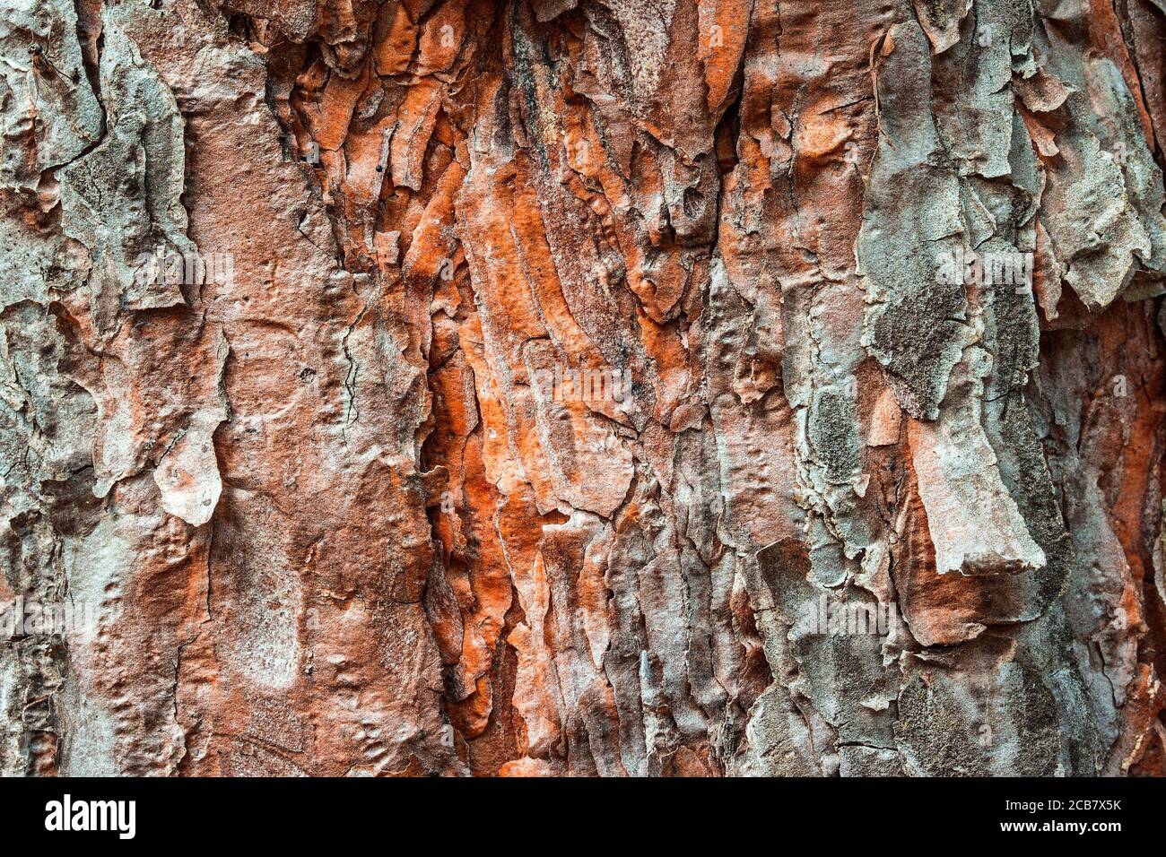 bright and mysterious texture of bright orange pine tree with gray bark ...
