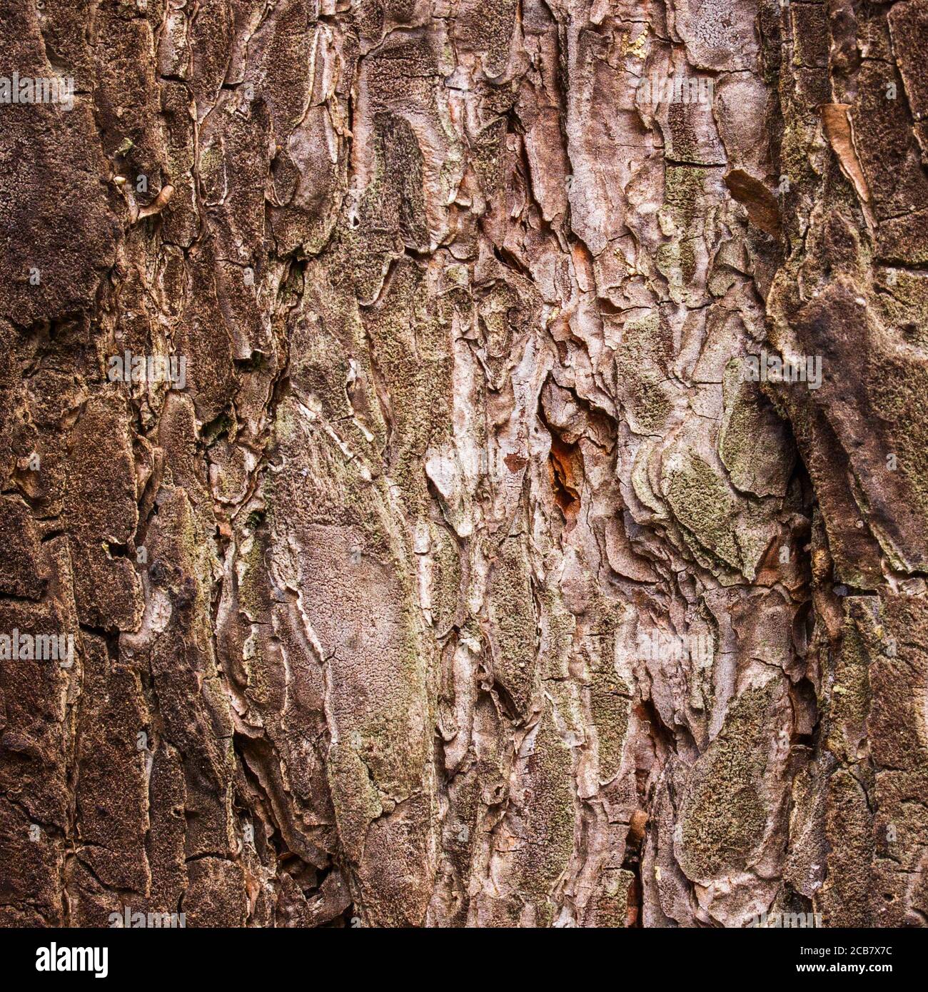 enchanting texture of a coniferous tree closeup of a natural background ...