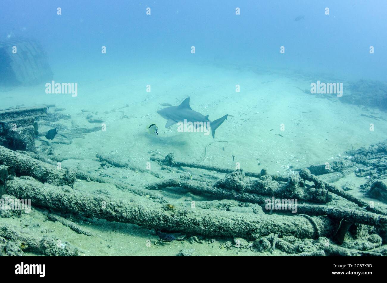 Bull Shark (Carcharhinus leucas). reefs of the Sea of Cortez, Pacific ...